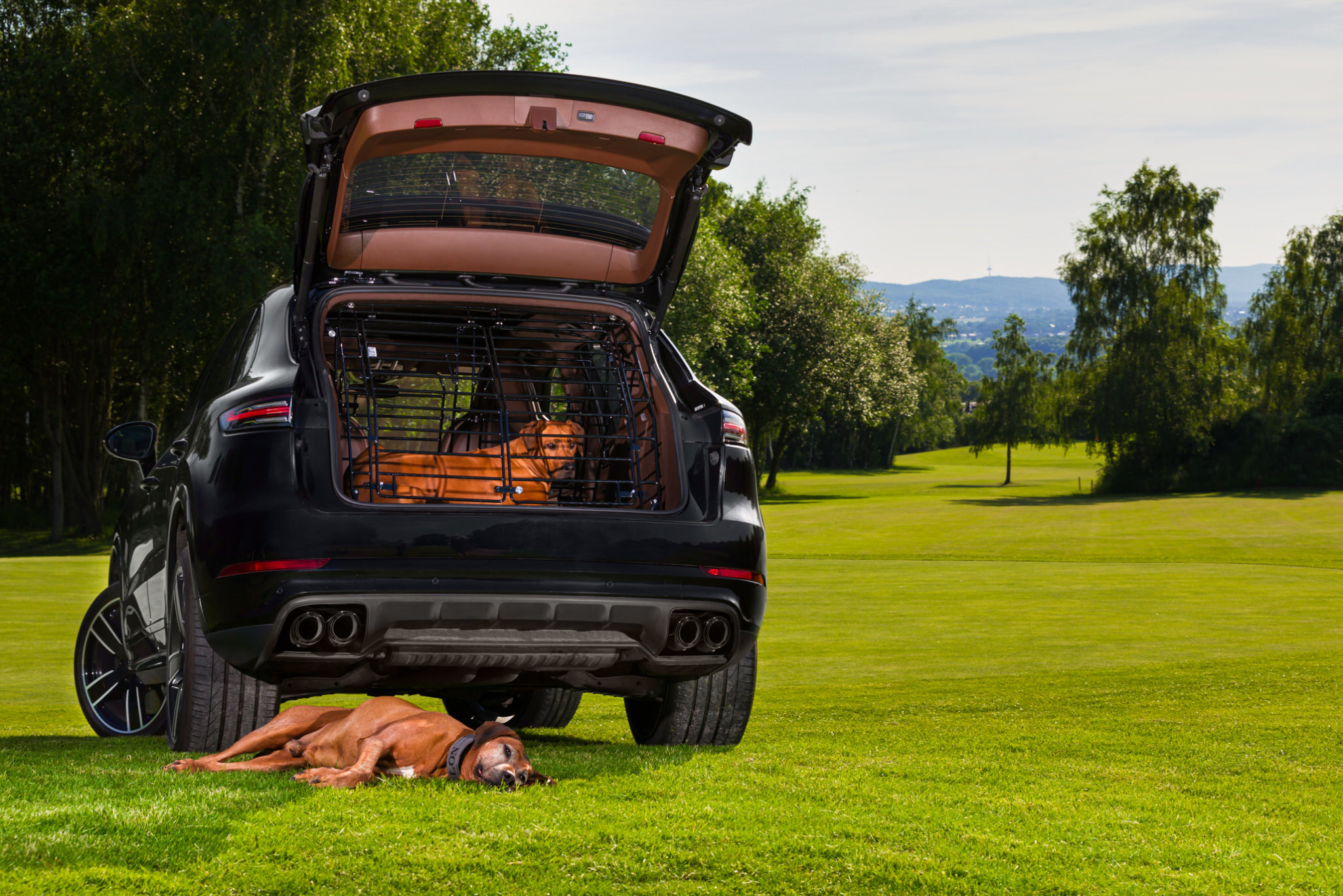 Hundegitter vom Profi | Hundeschutzgitter nach Maß GmbH
